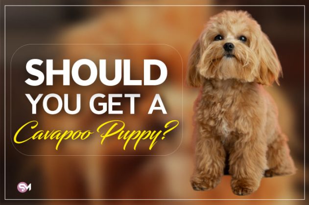 Cavapoo Full Grown - Types, Size, and Color are Discussed!