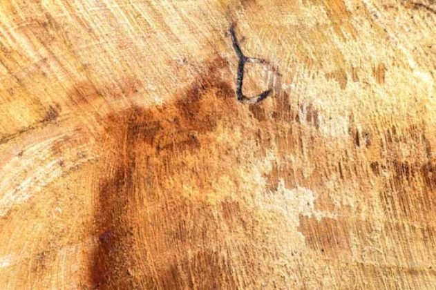 Staining Maple Wood | A Comprehensive Guide to Stain a Wood