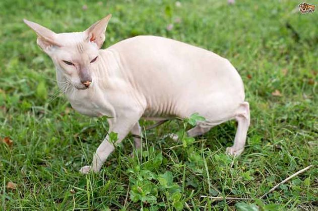 12 Most Expensive Cat Breeds | Guide To The Most Luxurious Cats