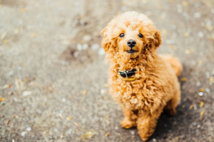 Cavapoo Full Grown - Types, Size, and Color are Discussed!