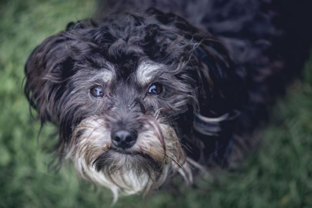 Cavapoo Full Grown - Types, Size, and Color are Discussed!