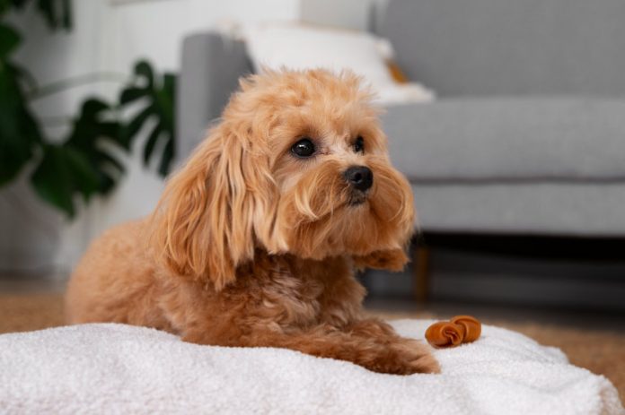 Cavapoo Full Grown - Types, Size, and Color are Discussed!