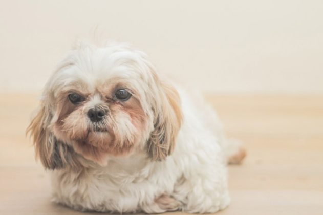 Cavapoo Full Grown - Types, Size, and Color are Discussed!