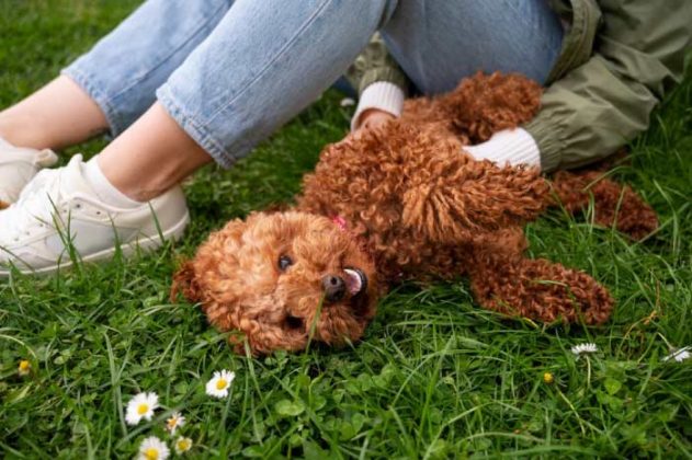 Cavapoo Full Grown & Puppies | Colors, Sizes & Medical Issues