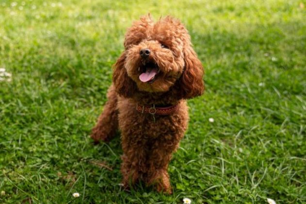 Cavapoo Full Grown - Types, Size, and Color are Discussed!